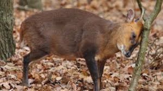 The Management and Mismanagement of Deer | Blog