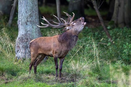 Hunting Exmoor's Red Giants | Blog