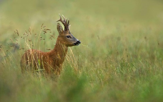 Why is July the perfect month for Roebuck? | Blog