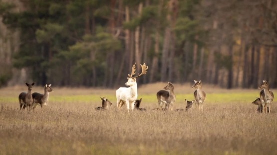 Hunting the Mythological White Hart | Blog